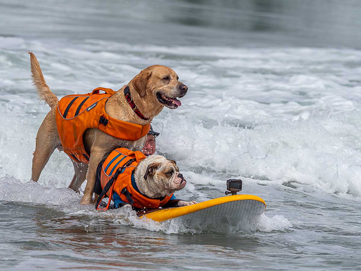 Out and about Aug. 2–4 - The Voice of San Francisco